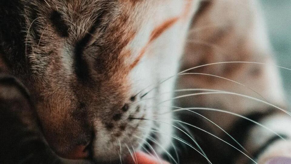 9 Common Cat Habits That Are Actually Good for Their Health - NewsBreak