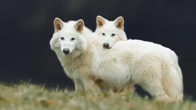 Company Resurrects Extinct Wolf Breed—and Parades Cute Pups - NewsBreak
