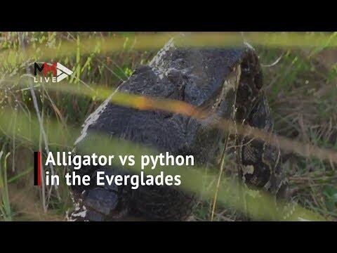 Alligator Takes Out Massive Python In The Florida Everglades - NewsBreak
