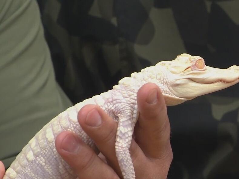 Gatorland shows off rare leucistic white alligator