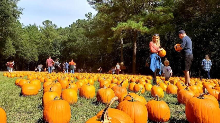 Holiday Farms Great Pumpkin Patch to kick off season October 3rd ...