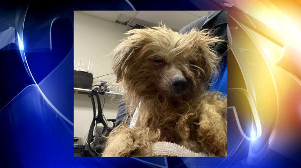 Dog found abandoned in dumpster passes away - NewsBreak