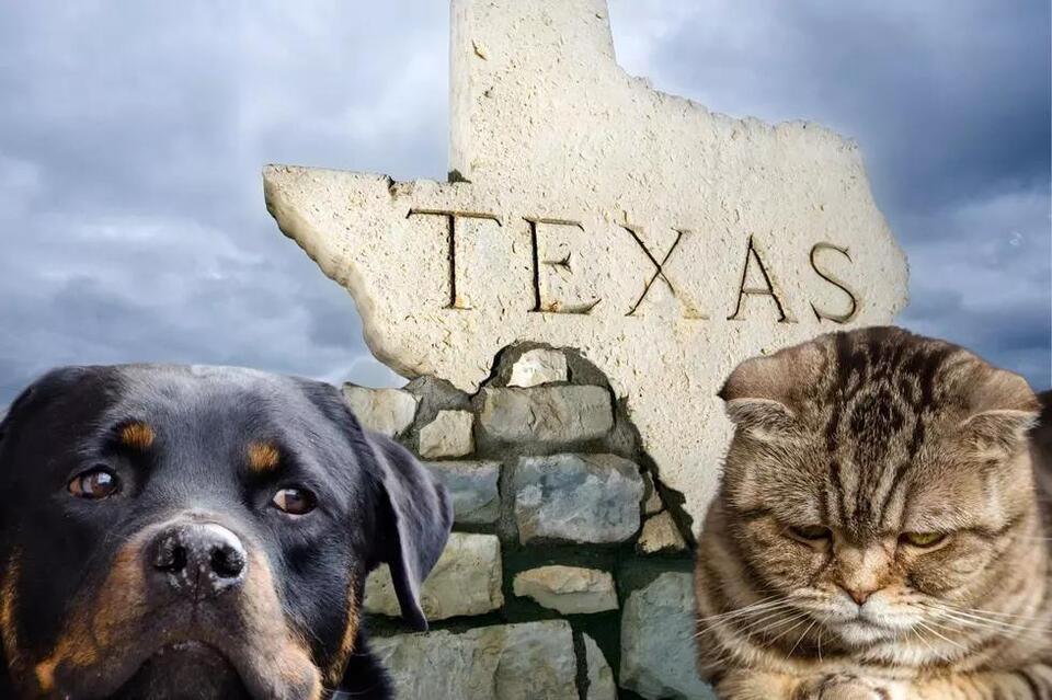 Amazing Look at Texas Laws Protecting Vulnerable Animals - NewsBreak
