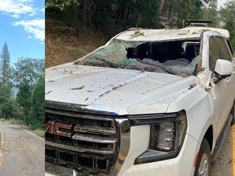 Driver's quick thinking saves family from massive falling tree in Kings ...