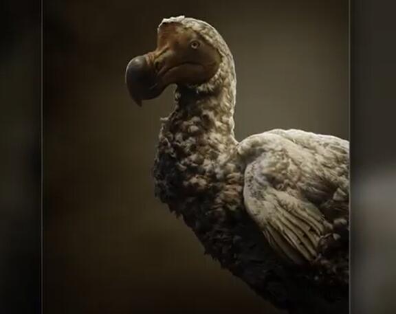 The Science Behind Reviving The Extinct Dodo Bird In Texas - NewsBreak