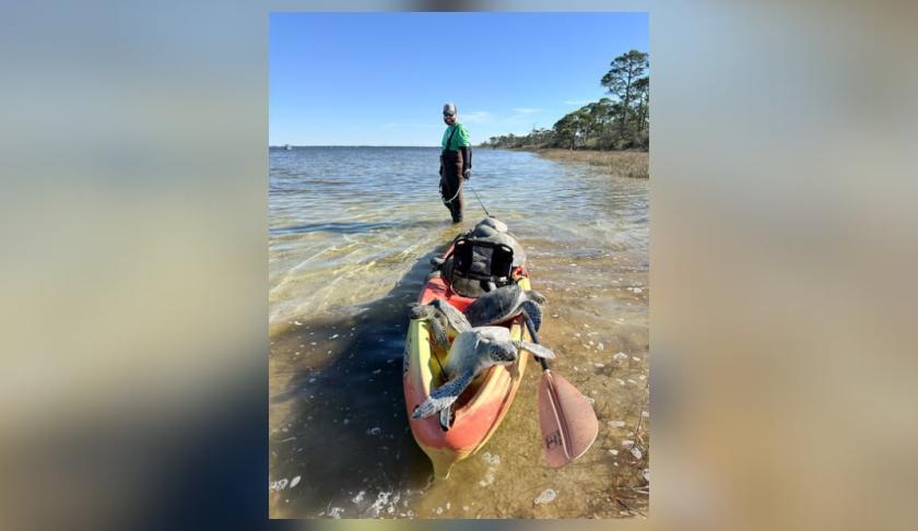 Over 1,200 cold stunned sea turtles rescued by FWC following freezing ...