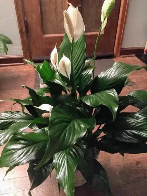 Squeeze Lemon Juice in Your Peace Lily For This - NewsBreak