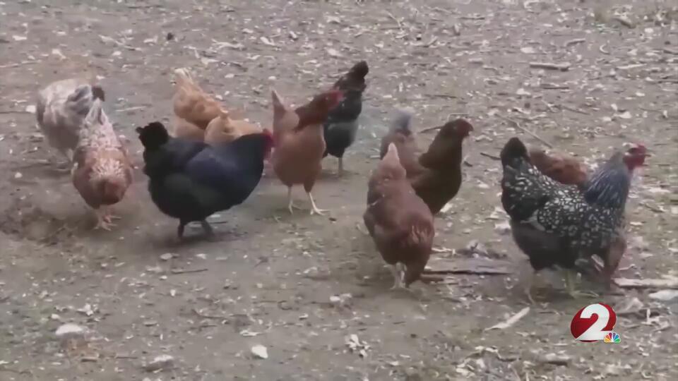 Second Harvest Food Bank announces changes to food distribution - NewsBreak