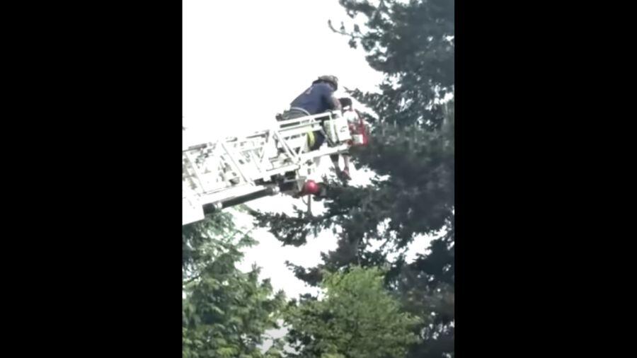 Firefighters rescue 12-year-old girl stuck 20 feet up in a tree in ...