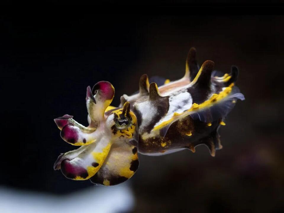 Color-changing flamboyant cuttlefish returns to Shedd Aquarium