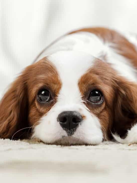 The Perfect Dog Breeds For People Who Love To Stay Home - NewsBreak