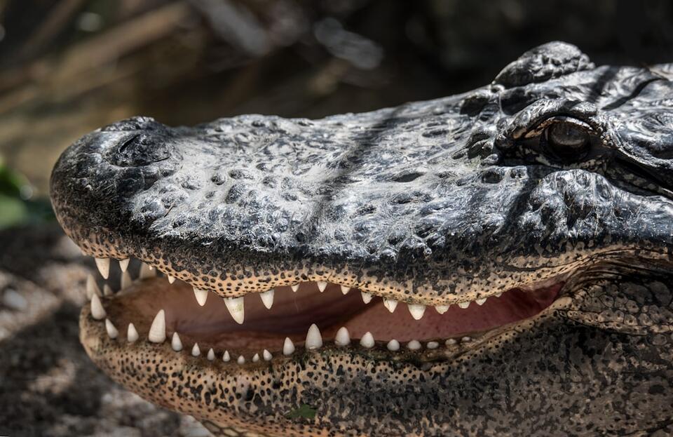 15 Reptiles You Would not Believe Live in the U.S. - NewsBreak