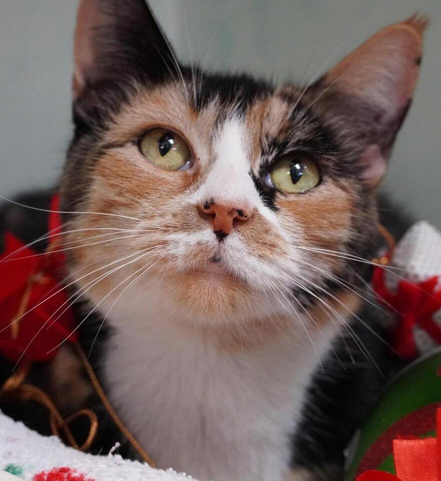 A Little Holiday Magic with Whiskers, Meet Goldilocks, This Week’s Pet ...