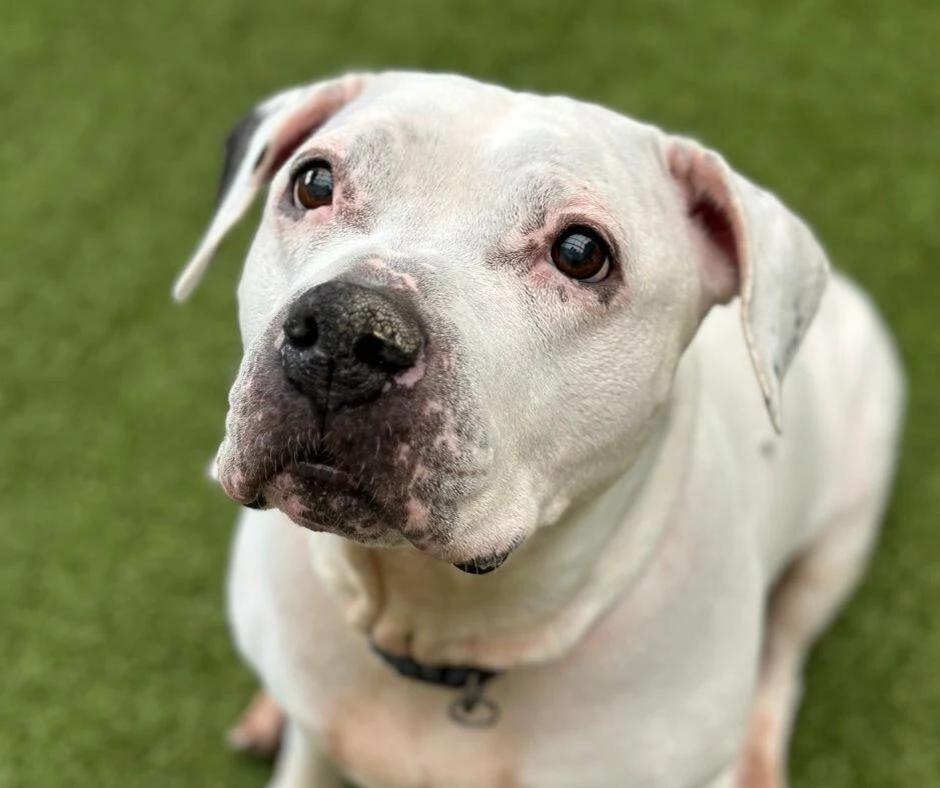 Meet Our Townsquare NoCo Pet of the Week: Arya! - NewsBreak