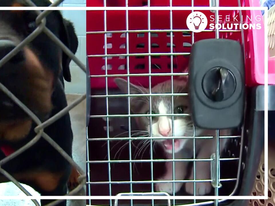 York County Animal Services seeking solutions to the overpopulation of ...