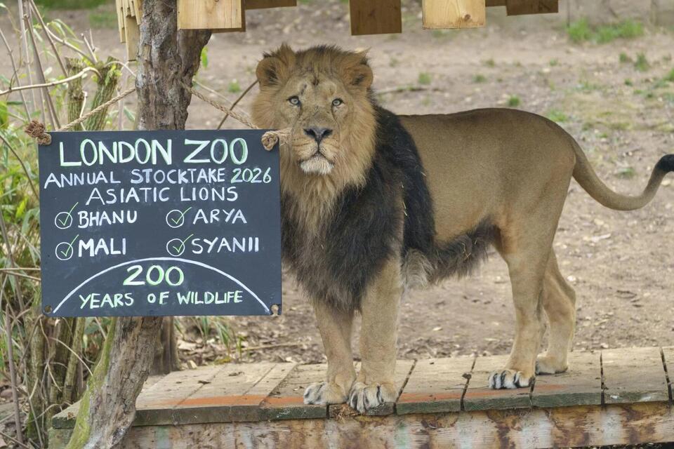 London Zoo stocktake 2026 - NewsBreak