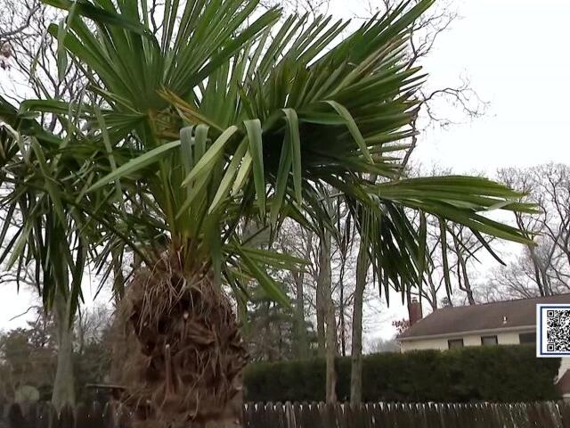 Garden Guide: Five cold and hardy palm trees