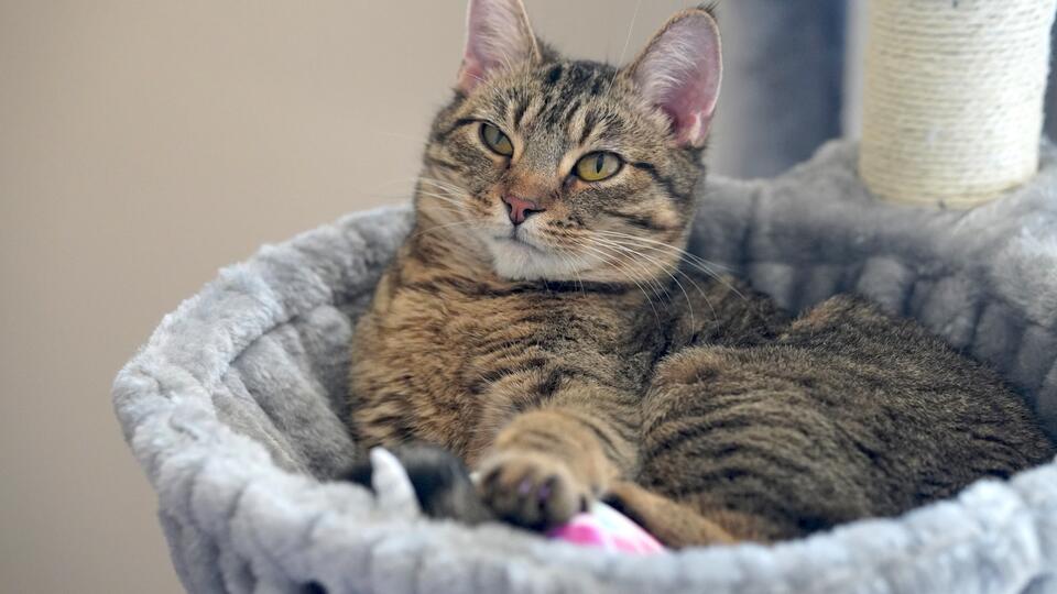 The Best Cat Breeds for Highly Empathetic Owners - NewsBreak