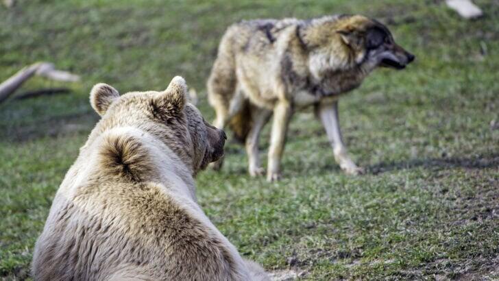 What Happens When Two Apex Predators Share a Habitat? - NewsBreak