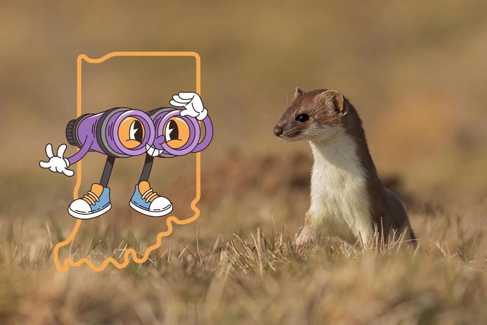 Meet Indiana’s Smallest And Fiercest Predator - NewsBreak