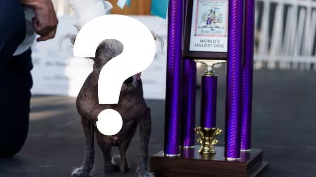 PHOTOS: California Contest Crowns 'World's Ugliest Dog' - NewsBreak