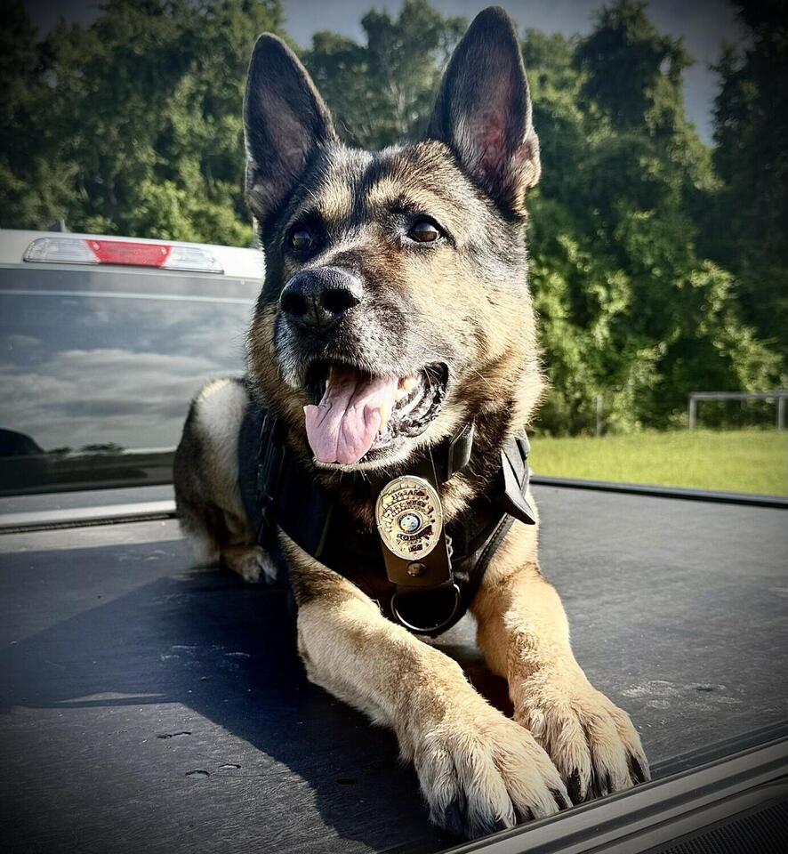 Remembering Jigsaw: KWPD lost police dog earlier this year - NewsBreak