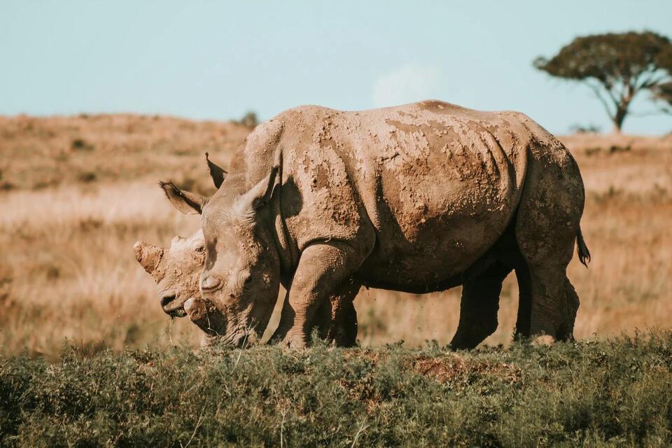 12 Super-Sized Animals That Are Bigger Than You Think - NewsBreak