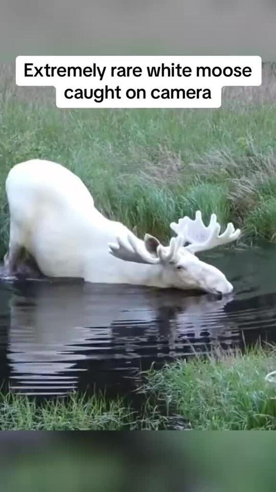 Extremely rare white moose caught on camera - NewsBreak