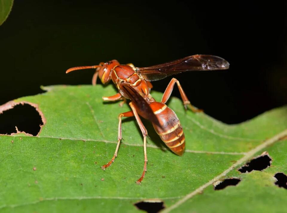 9 Stinging Insects in East Tennessee and How to Identify Them - NewsBreak