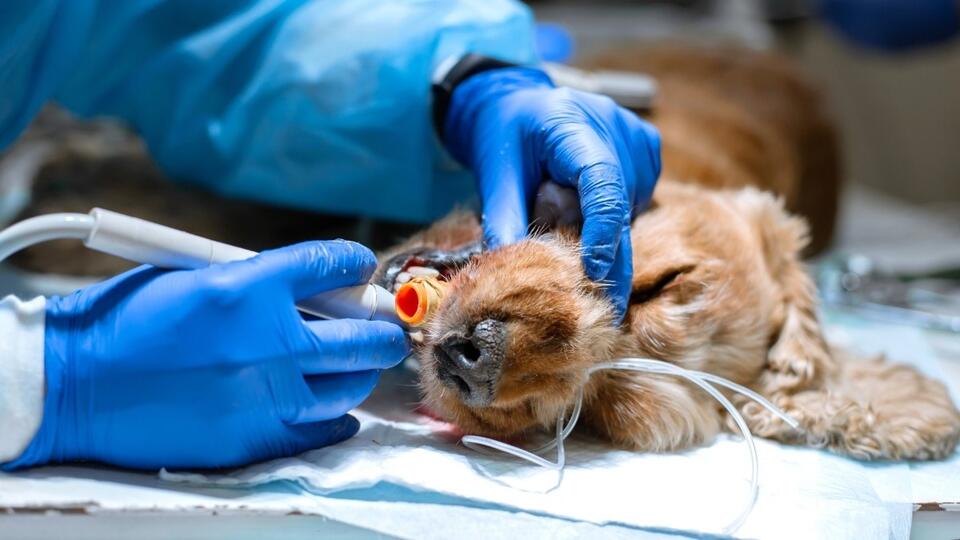 NJ Vet Banned for Life After Deaths of Multiple Animals in His Care ...