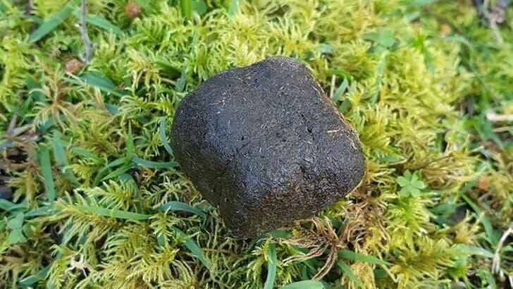 Why Wombats Build Square Poop—and What It Means - NewsBreak