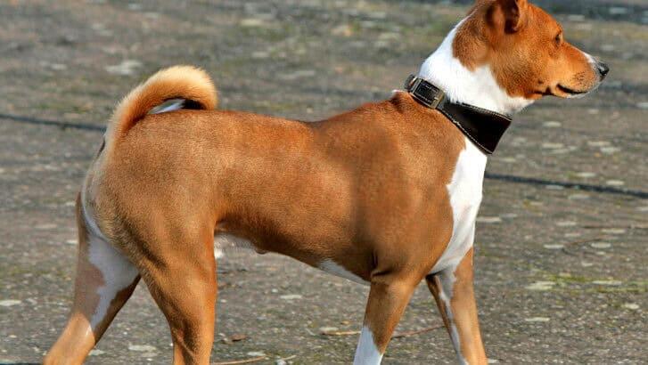 25 Unique Dog Breeds That Can Handle Extreme Conditions - NewsBreak