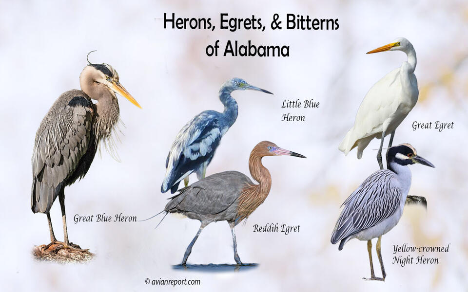 Alabama Herons, Egrets, and Bitterns: 12 Species ID Guide - NewsBreak