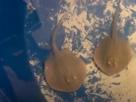 Shark, baby stingrays move from Tempe Sea Life Arizona to new home in Phoenix