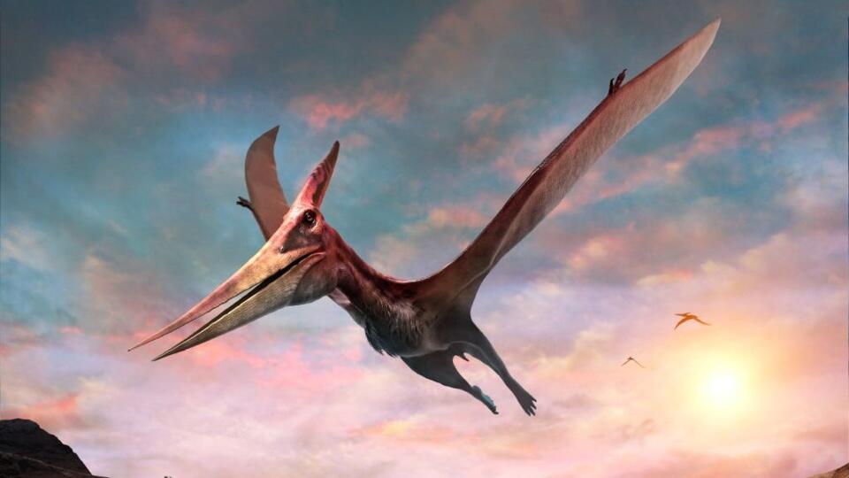 Pterodactyl: Facts about pteranodon & other pterosaurs - NewsBreak