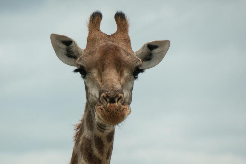 WildCare Park: A One-of-a-Kind Missouri Safari - NewsBreak