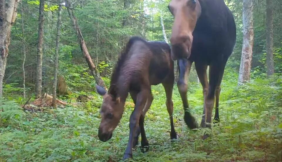 See Northern Minnesota’s Wildlife Through Stunning Trail Camera Footage ...