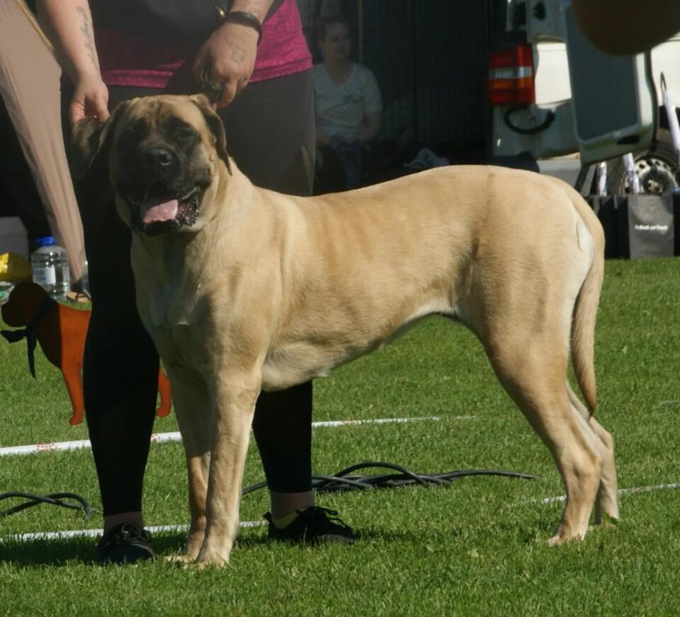 Everything You Need to Know about the English Mastiff - NewsBreak
