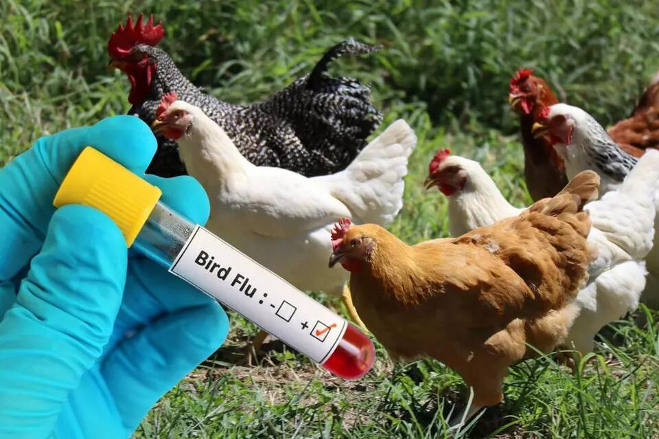 The First Case Of Bird Flu Has Been Confirmed In New Jersey At A Live ...