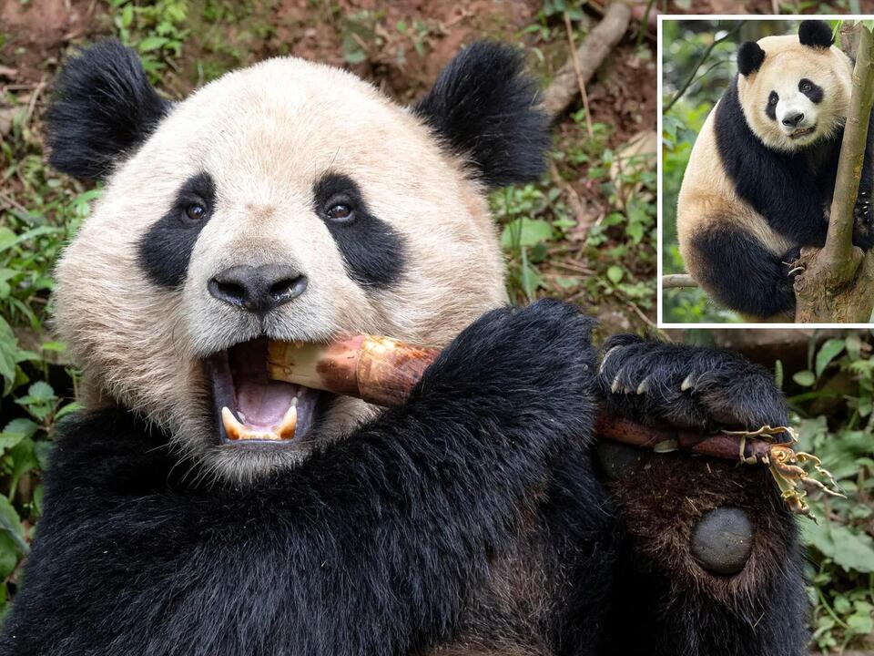 Two giant pandas en route from China — first in over 20 years — as US’s ...