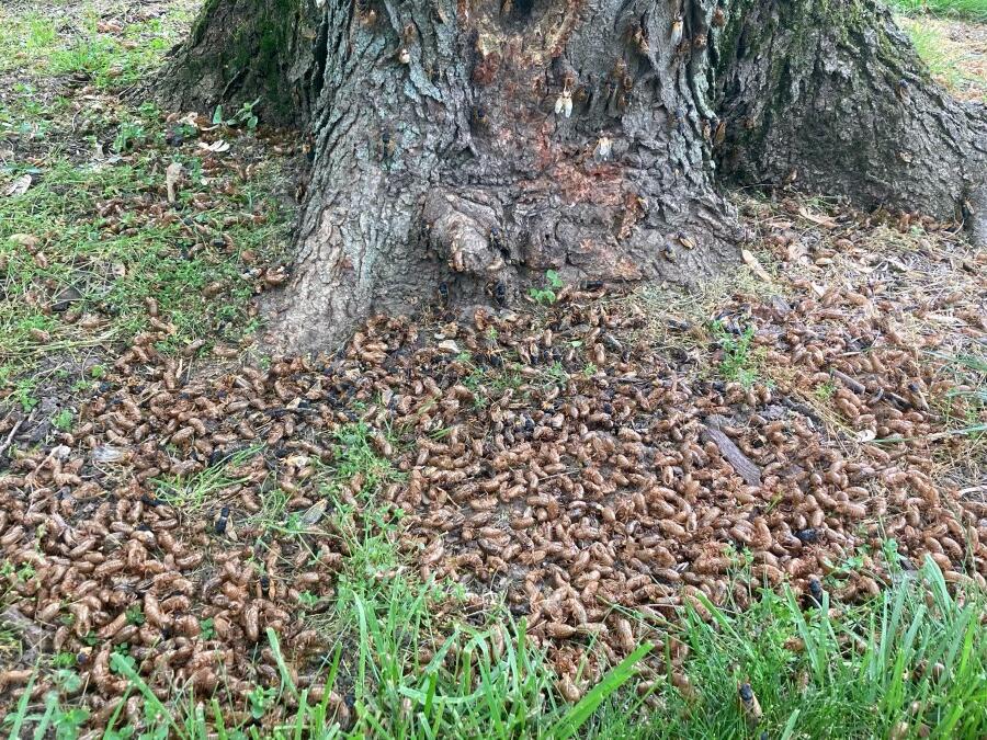 Why do so many cicadas swarm the same tree? There's a reason for it