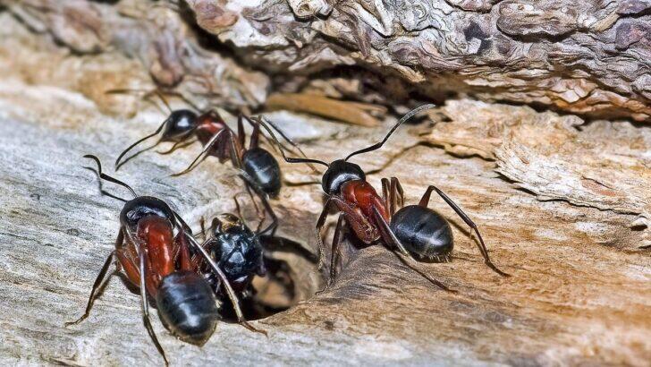 The One Scent That Attracts Carpenter Ants Into Your Home - NewsBreak