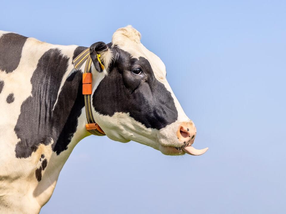 Cow Gives Some Major Side-Eye After Seeing Her First Ever Sheep While ...