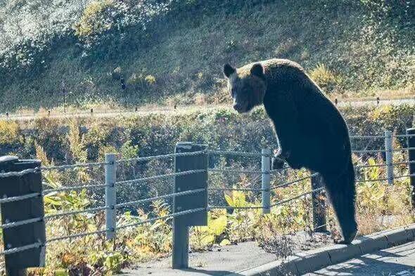 Elderly man's head ripped off in horror bear attack while he's out ...