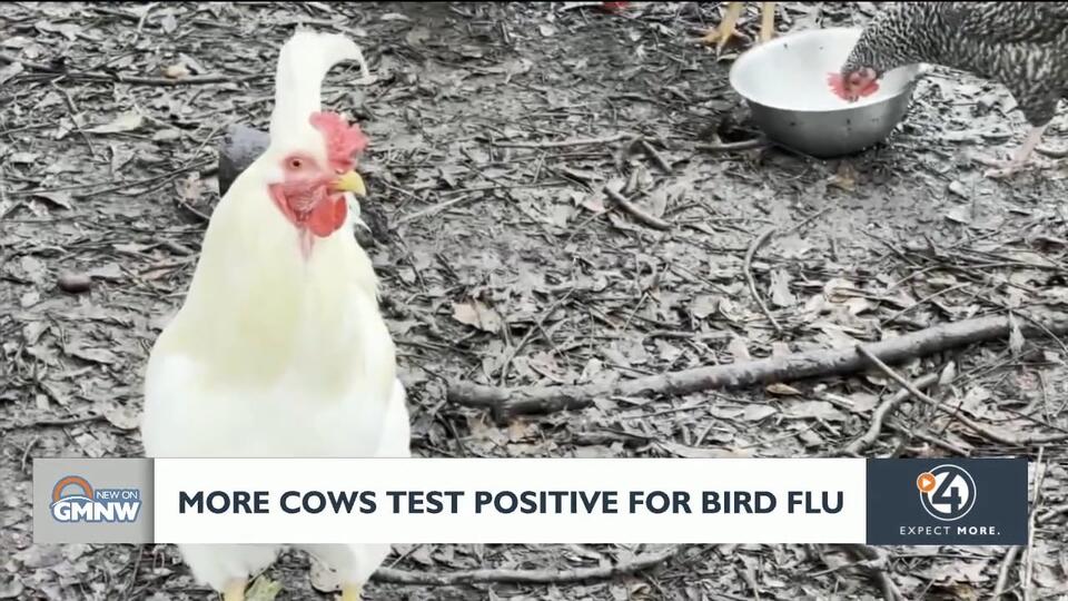 Cows test positive for bird flu - NewsBreak