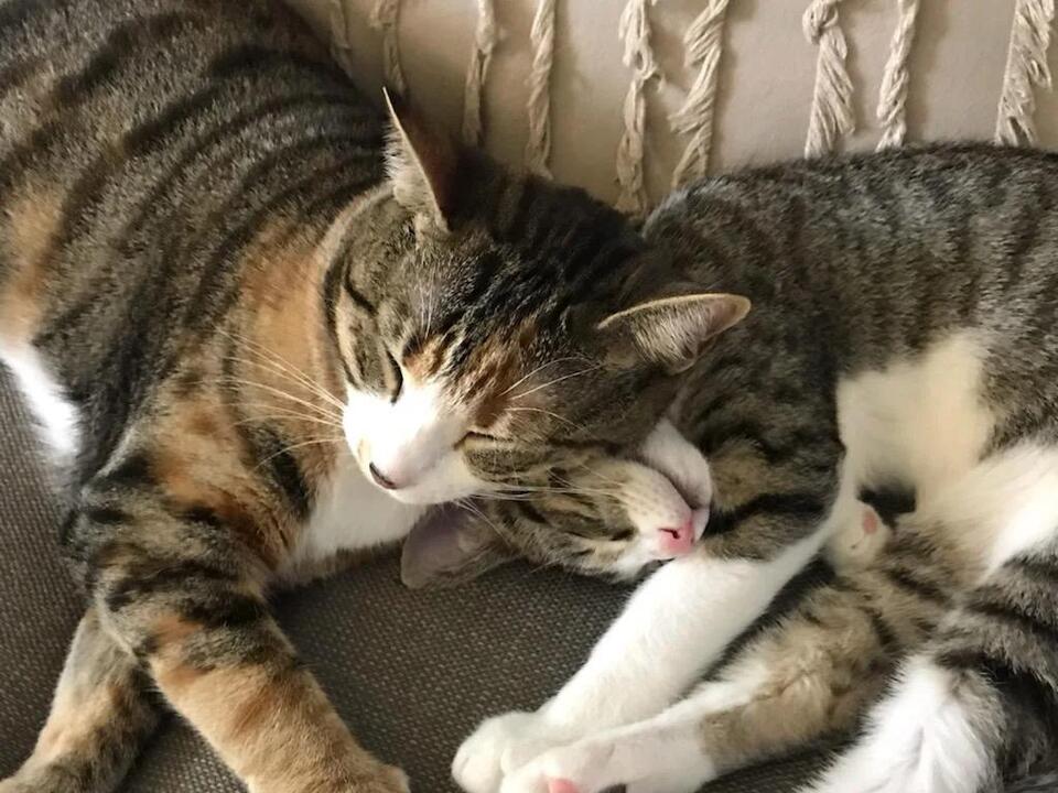 8 Ways Cats Outperform Dogs in Quiet Companionship - NewsBreak