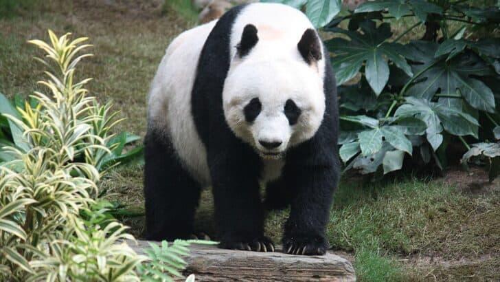 13 Animals That Have Come Back From the Brink of Extinction - NewsBreak