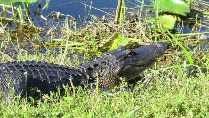 20 U.S. Locations Where Alligator Sightings Are on the Rise - NewsBreak