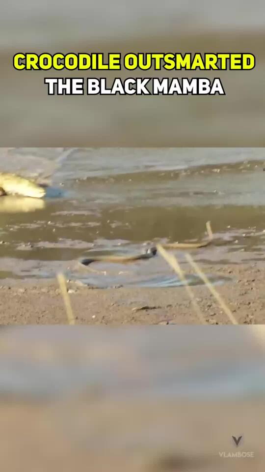 Crocodile Outsmarted The Black Mamba - NewsBreak
