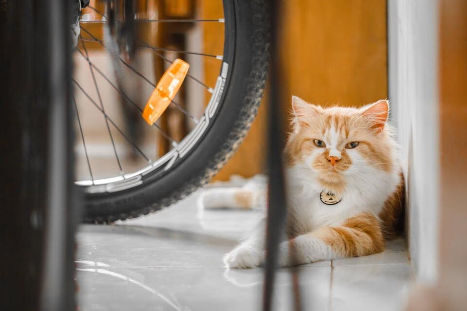 Thai police “arrest” Cat stealing fish from parked motorcycle - NewsBreak